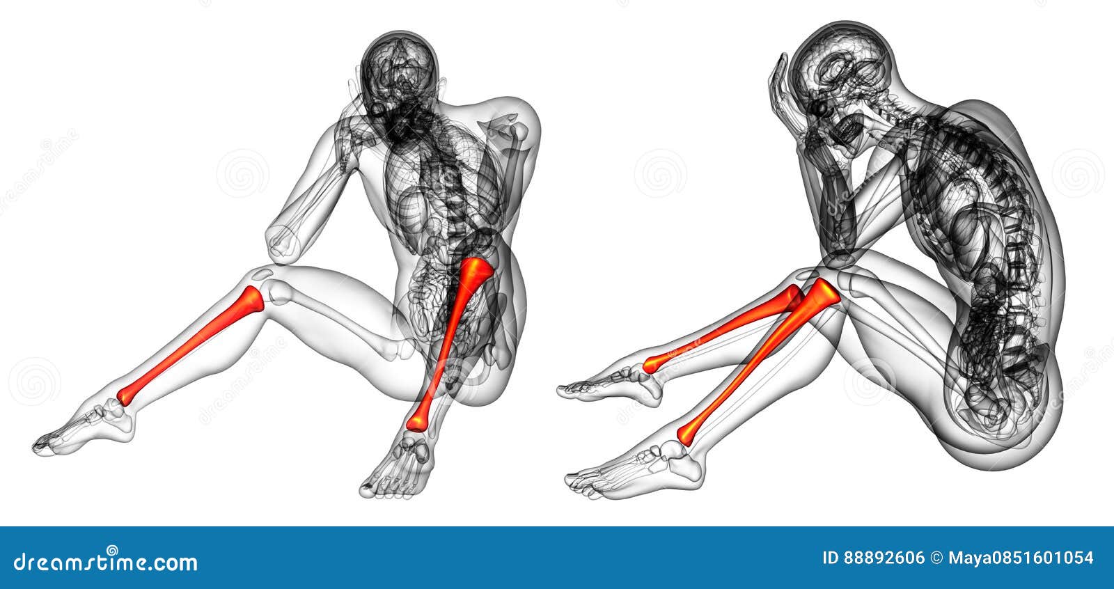 Tibia Royalty-Free Cartoon | CartoonDealer.com #88892606