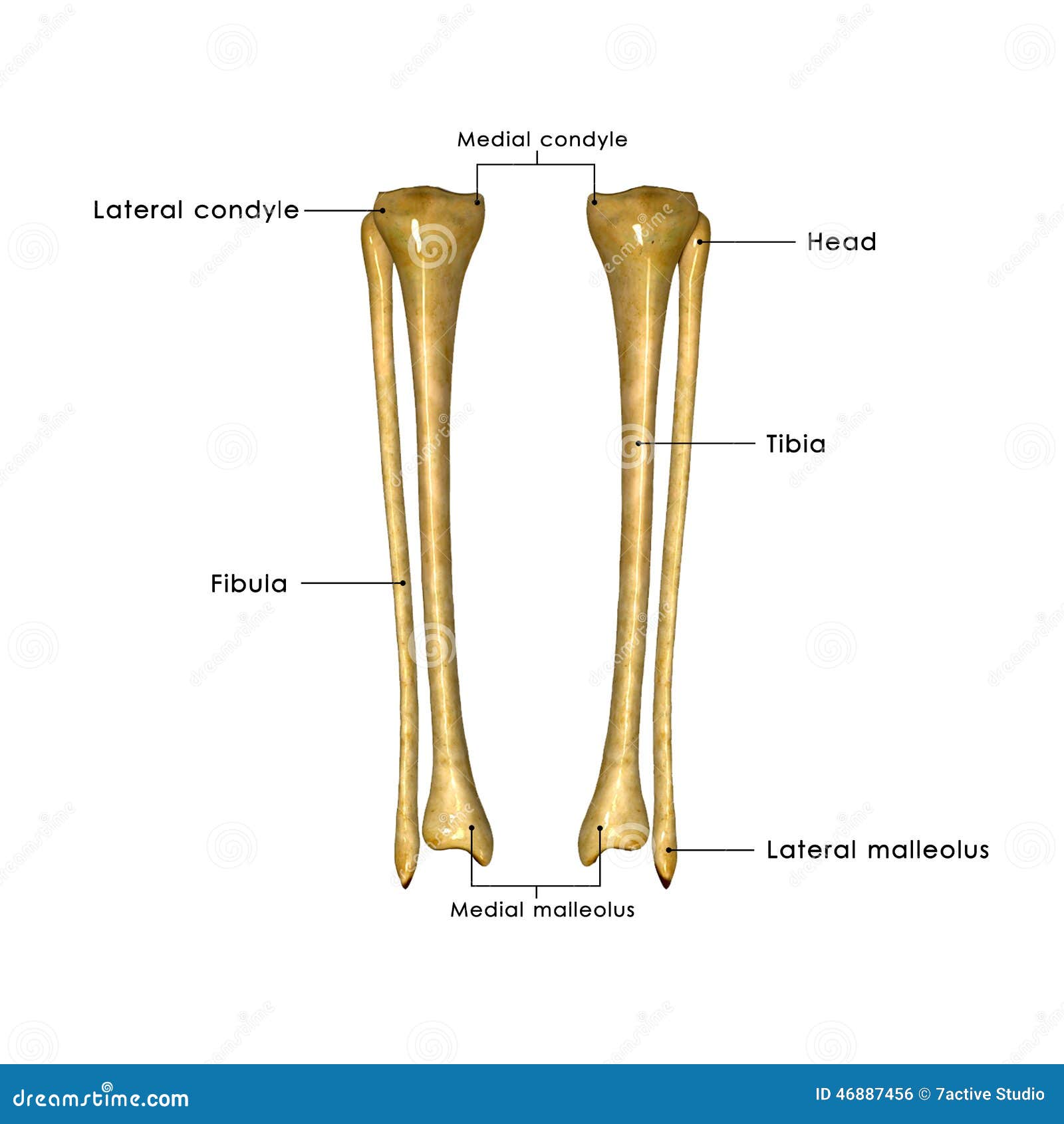 Tibia Et Péroné Illustration Stock - Image: 46887456