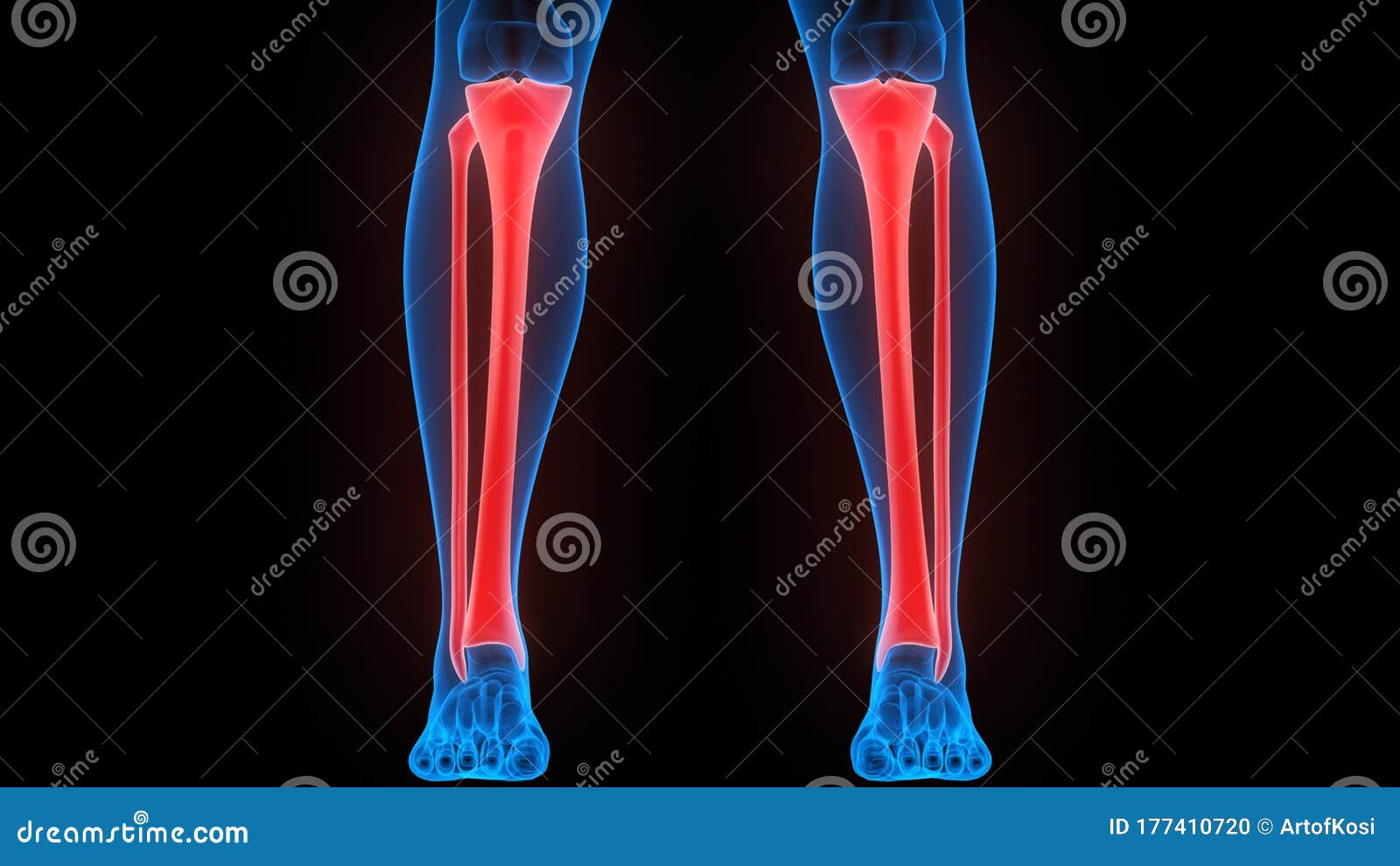 Tibia and Fibula Bone Joints of Human Skeleton System Anatomy X-ray 3D ...