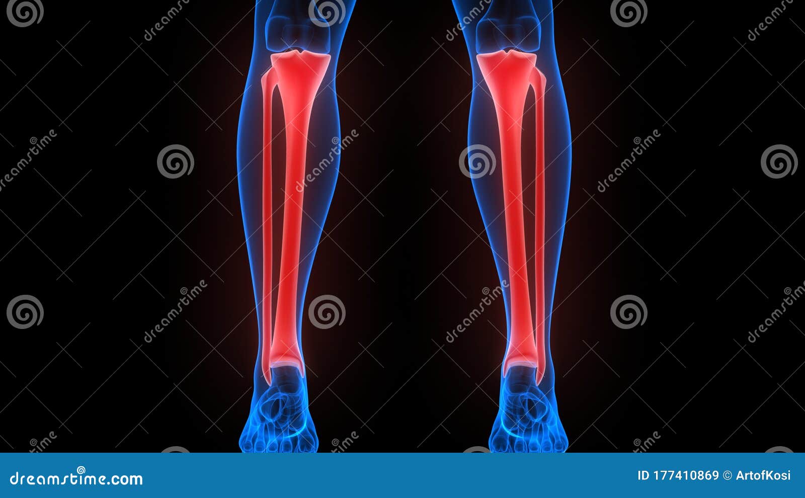 Tibia and Fibula Bone Joints of Human Skeleton System Anatomy X-ray 3D ...