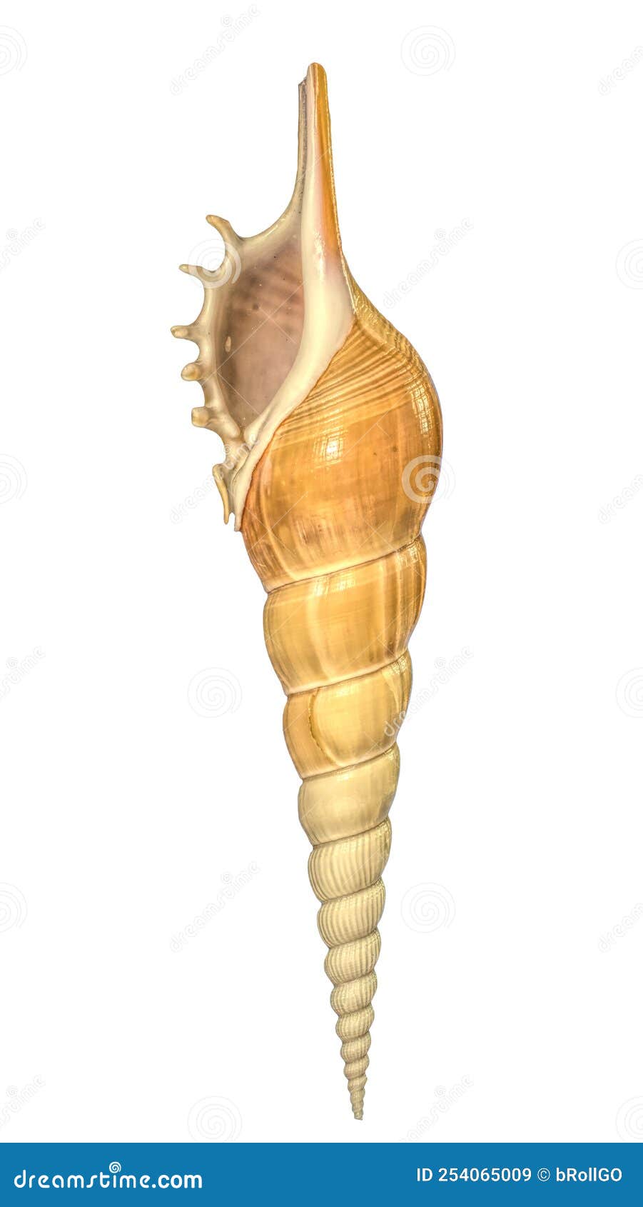 Tibia Fusus Conch Shell Illustration Isolated On White With Clipping ...