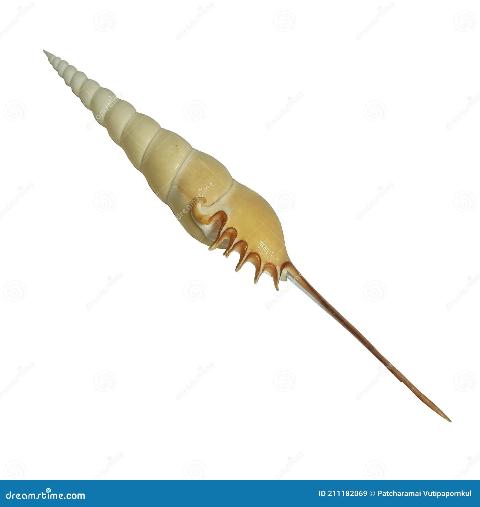 Tibia Fusus Conch Shell Illustration Isolated On White With Clipping ...