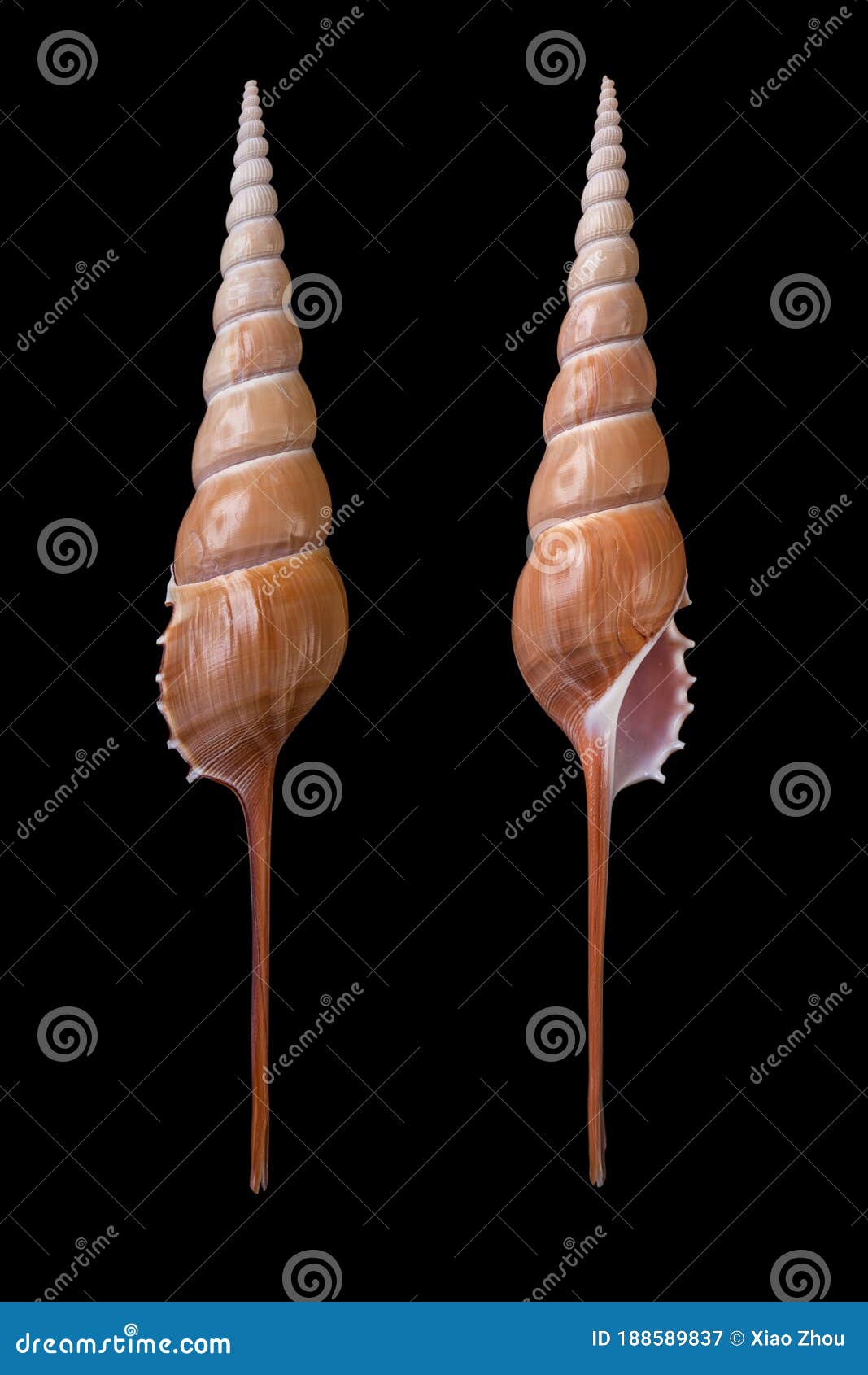 Tibia fusus stock image. Image of background, strombus - 188589837