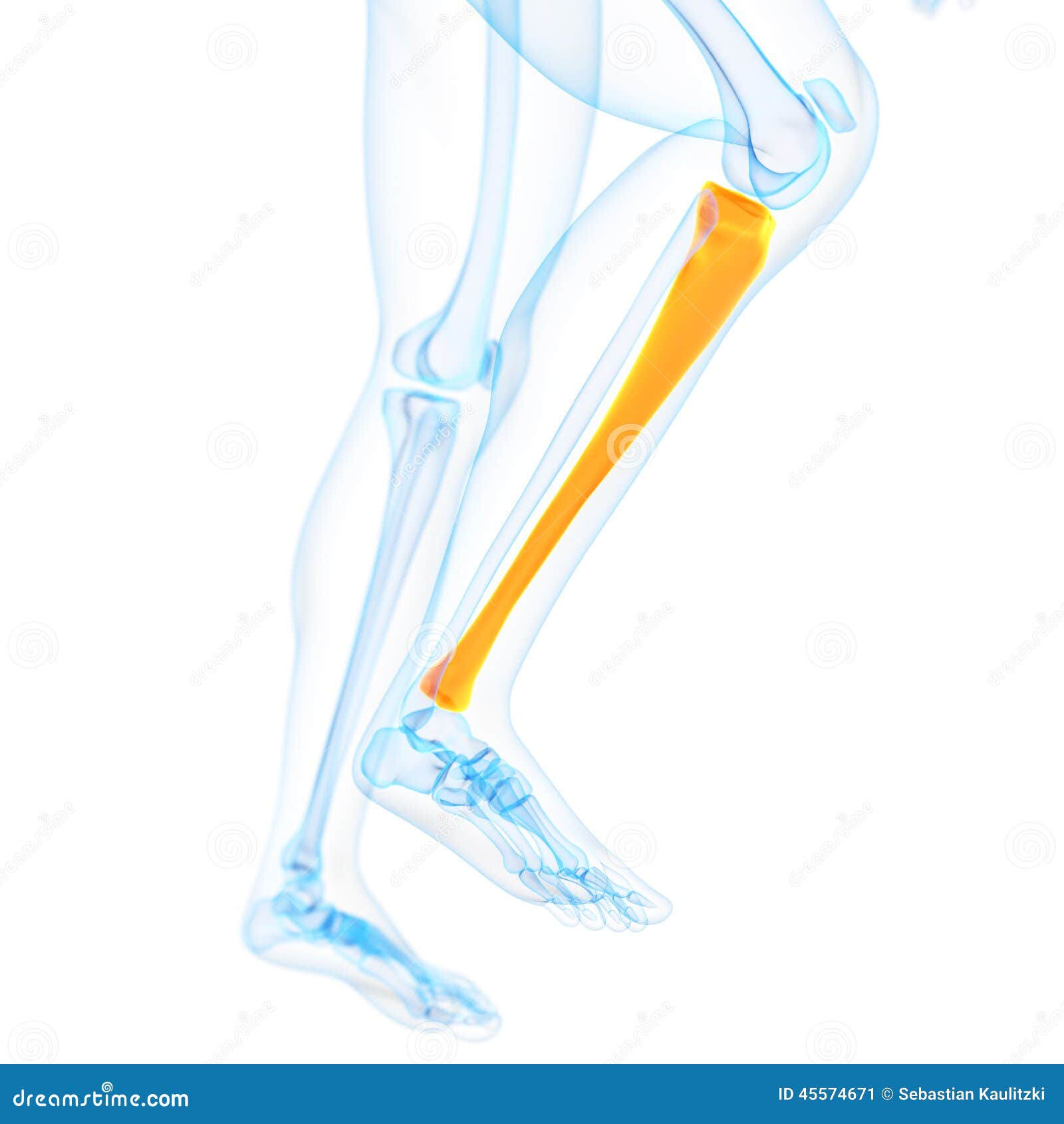 The tibia stock illustration. Illustration of tibia, bones - 45574671