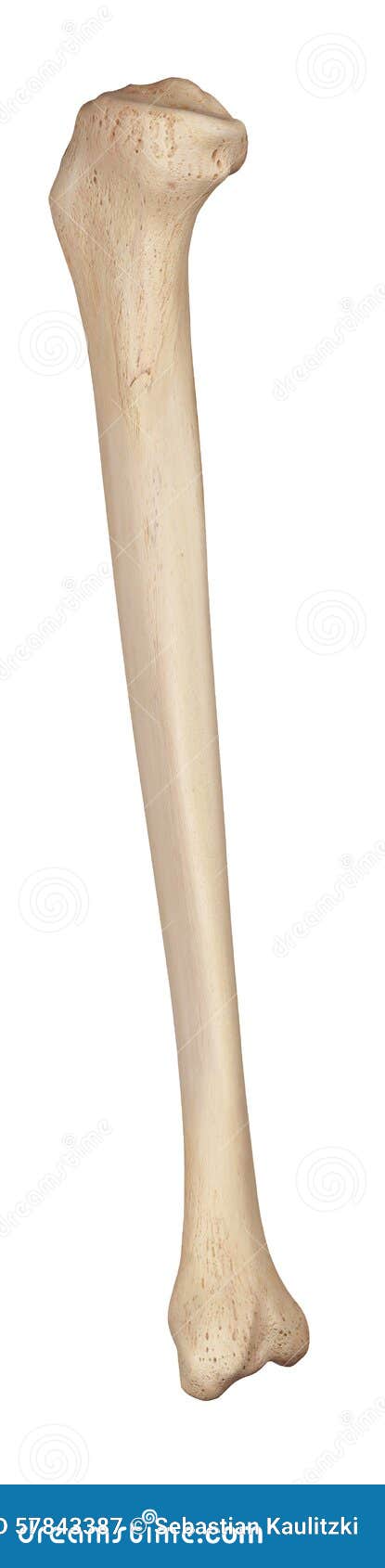 The tibia stock illustration. Illustration of white, medically - 57843387