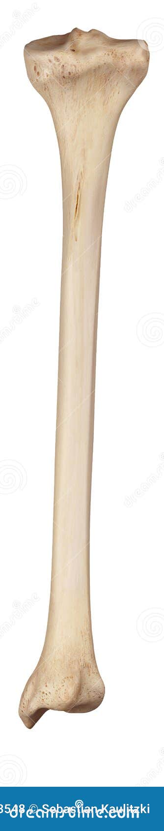 The tibia stock illustration. Illustration of body, biomedical - 57843548