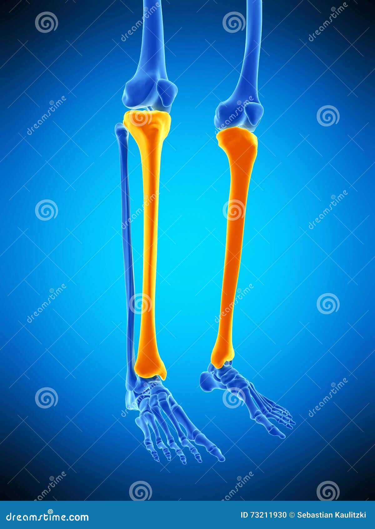 The tibia stock illustration. Illustration of bone, biology - 73211930