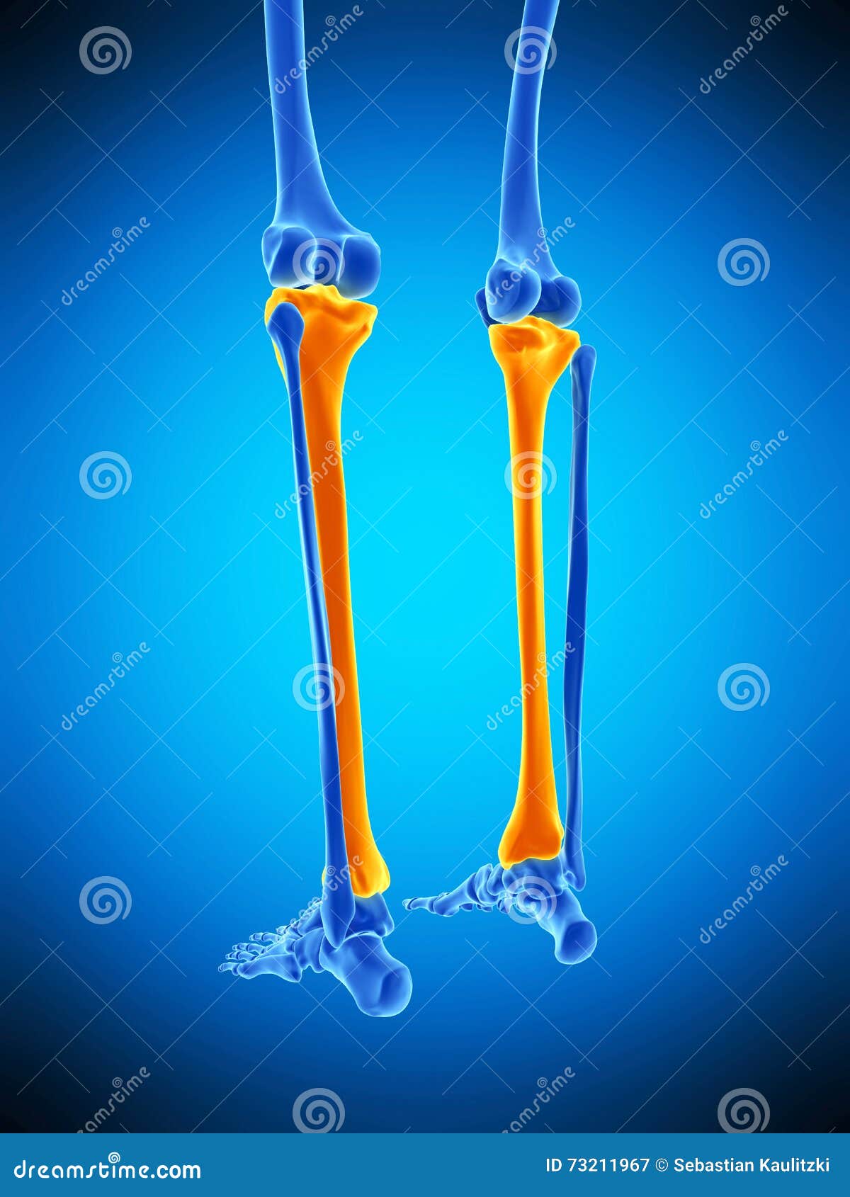 The tibia stock illustration. Illustration of bone, biology - 73211967