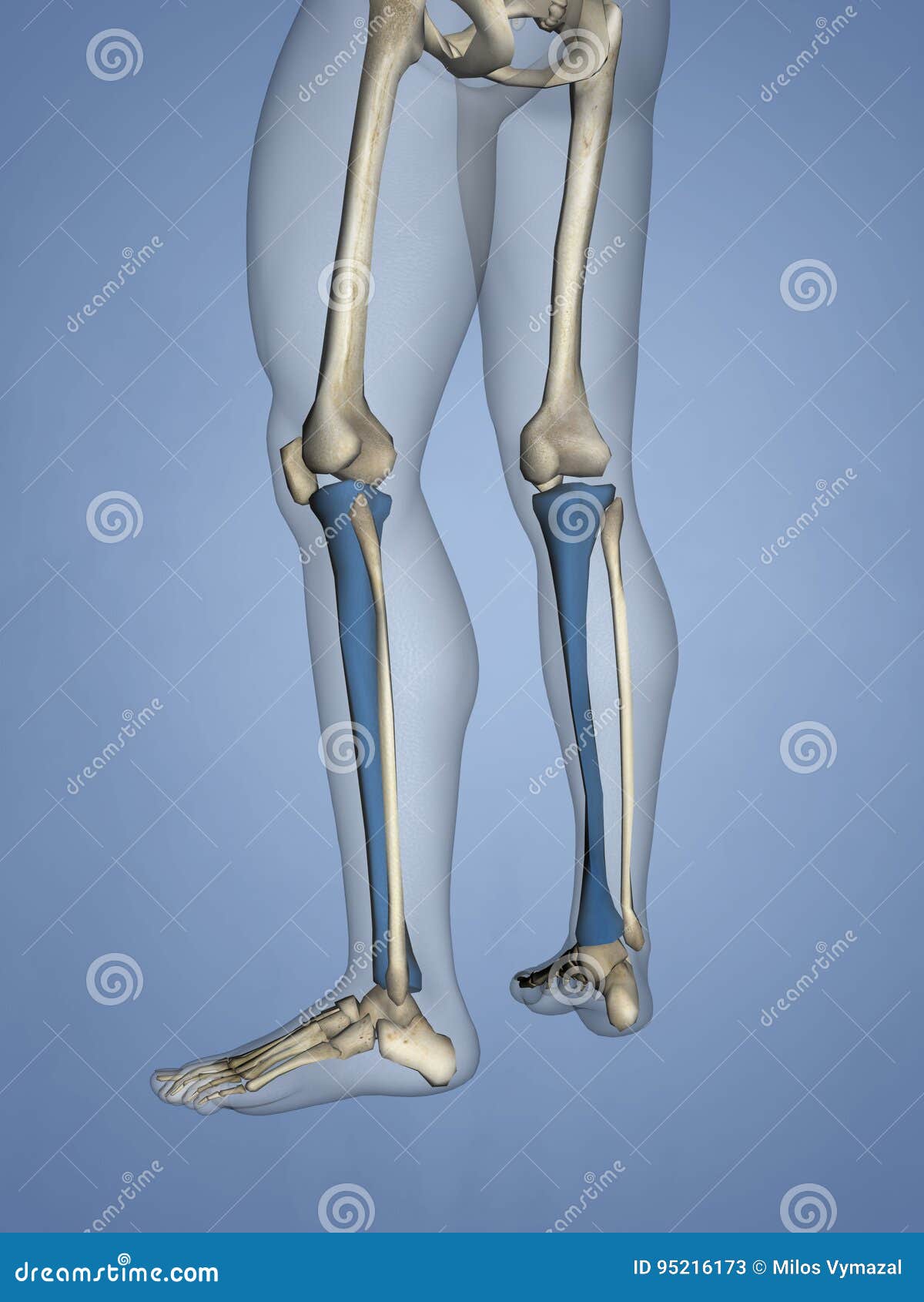 Tibia, modelo 3D stock de ilustración. Ilustración de espinilla - 95216173