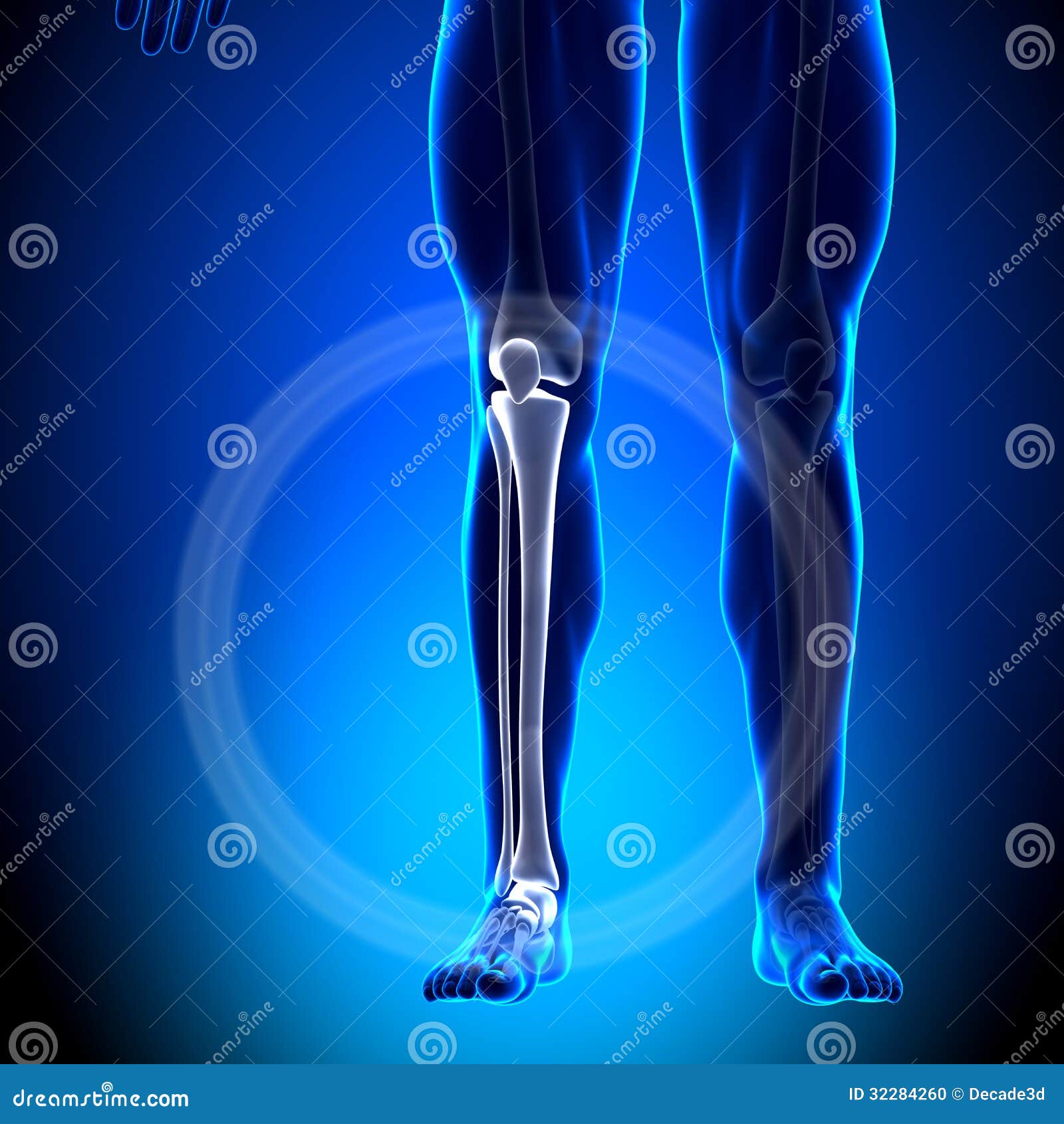 Tibia/perone - Anatomia Del Vitello - Ossa Di Anatomia Illustrazione di ...