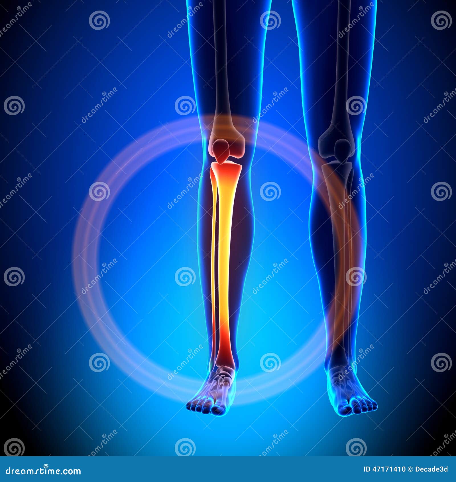Tibia/perone Femminili - Ossa Di Anatomia Illustrazione di Stock ...