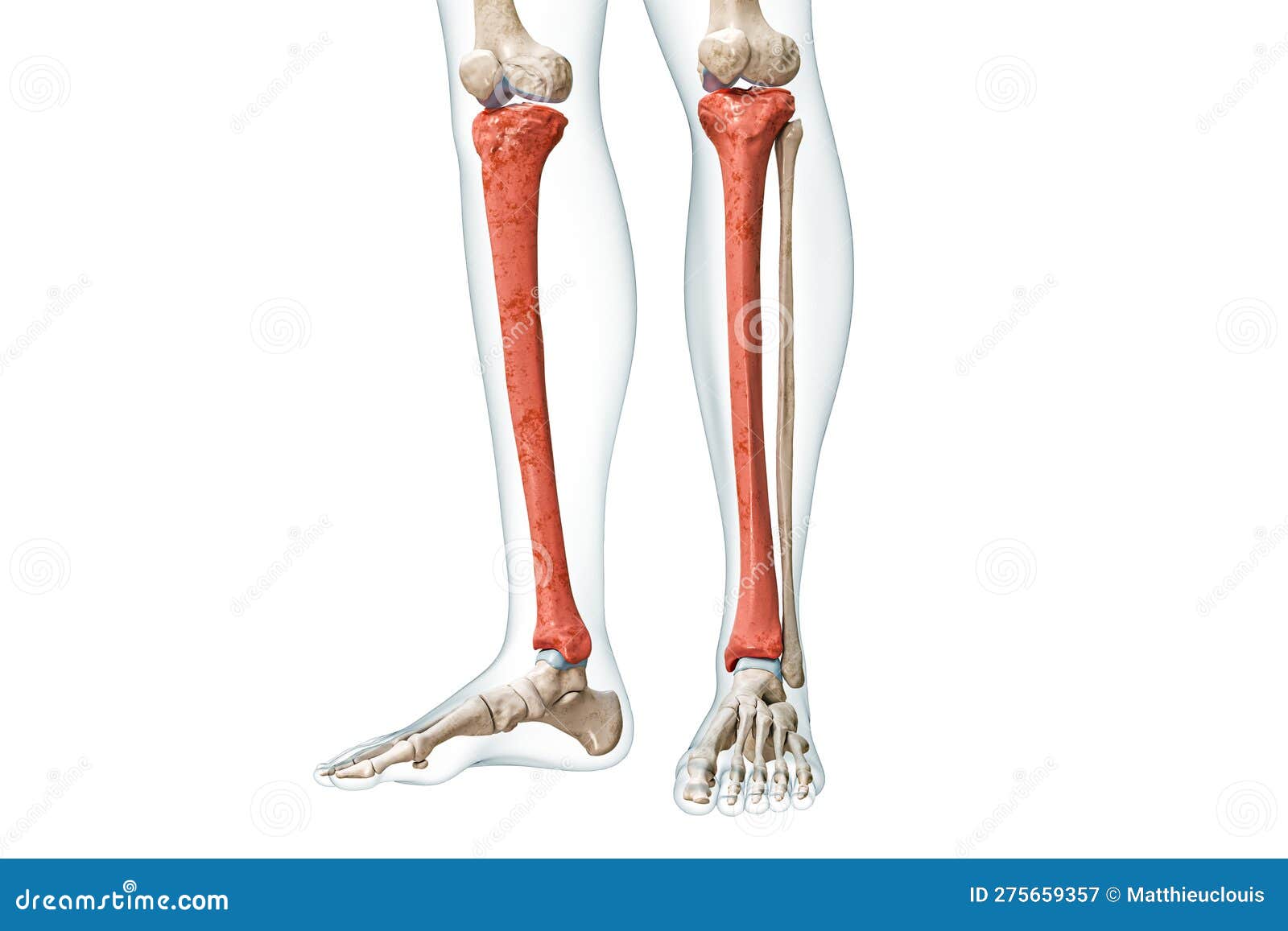 Tibia or Shin Bone in Red Color with Body 3D Rendering Illustration ... Tibia or Shin Bone in Red Color with Body 3D Rendering Illustration ...