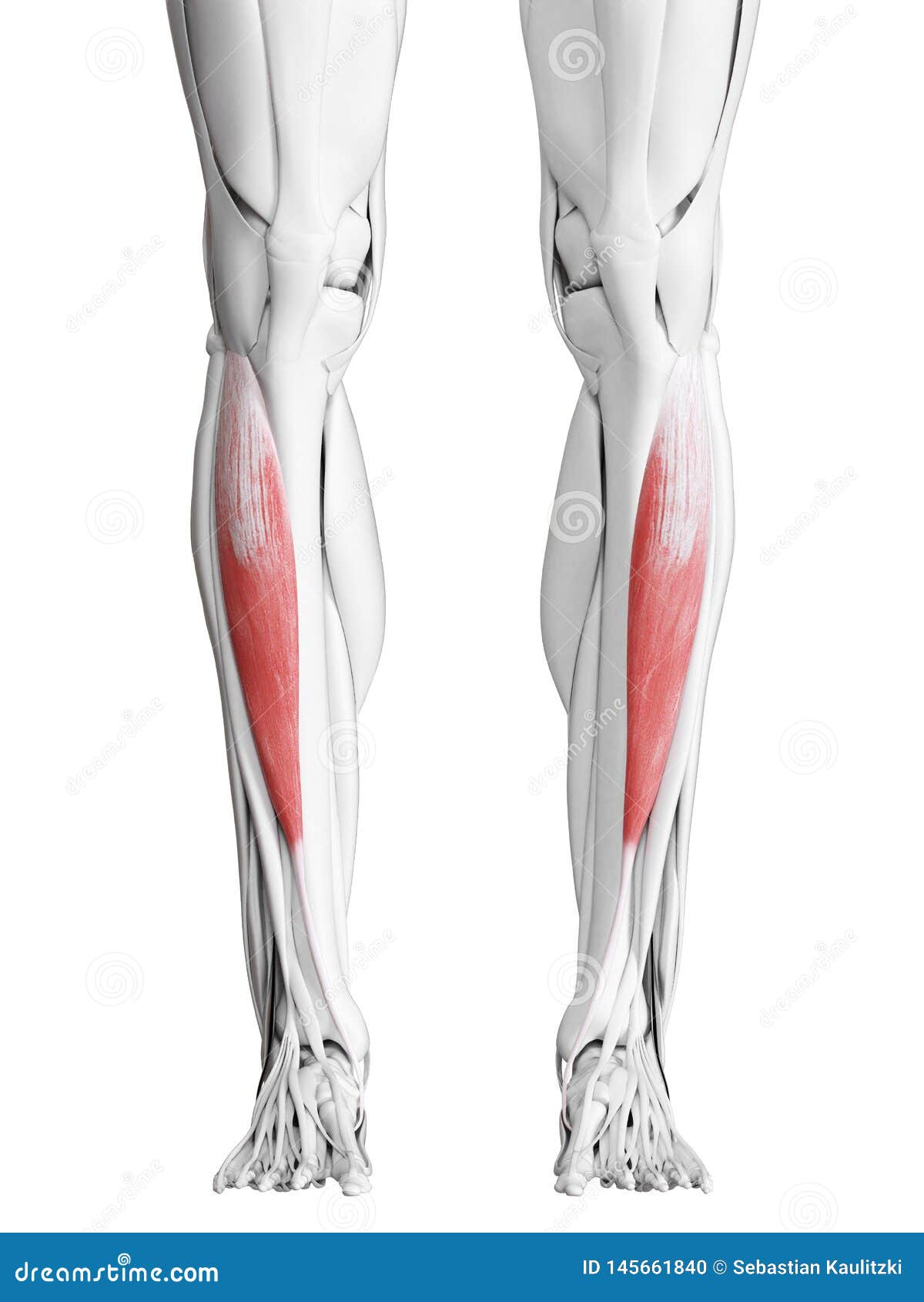 The Tibialis Anterior Royalty-Free Illustration | CartoonDealer.com ...