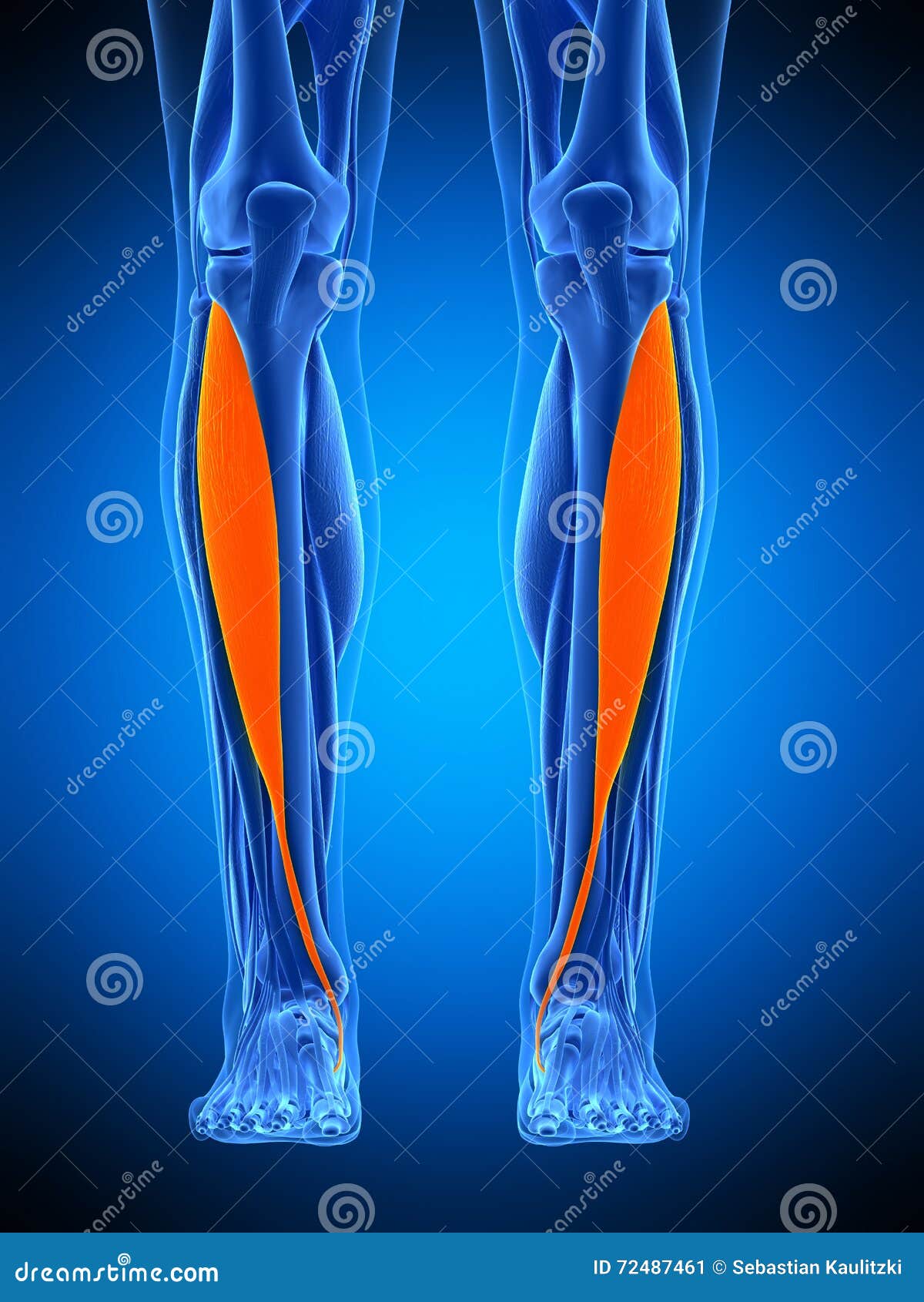 The Tibialis Anterior Royalty-Free Illustration | CartoonDealer.com ...