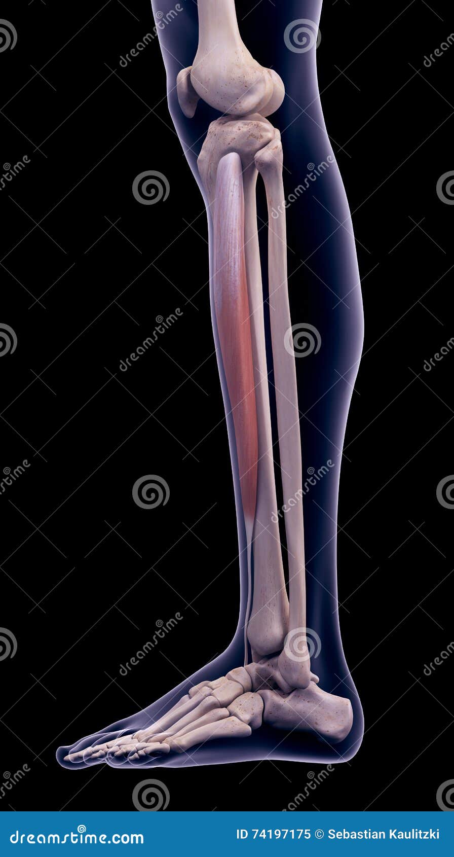 Tibialis Anterior Muscle With Human Leg Skeletal Structure Outline ...
