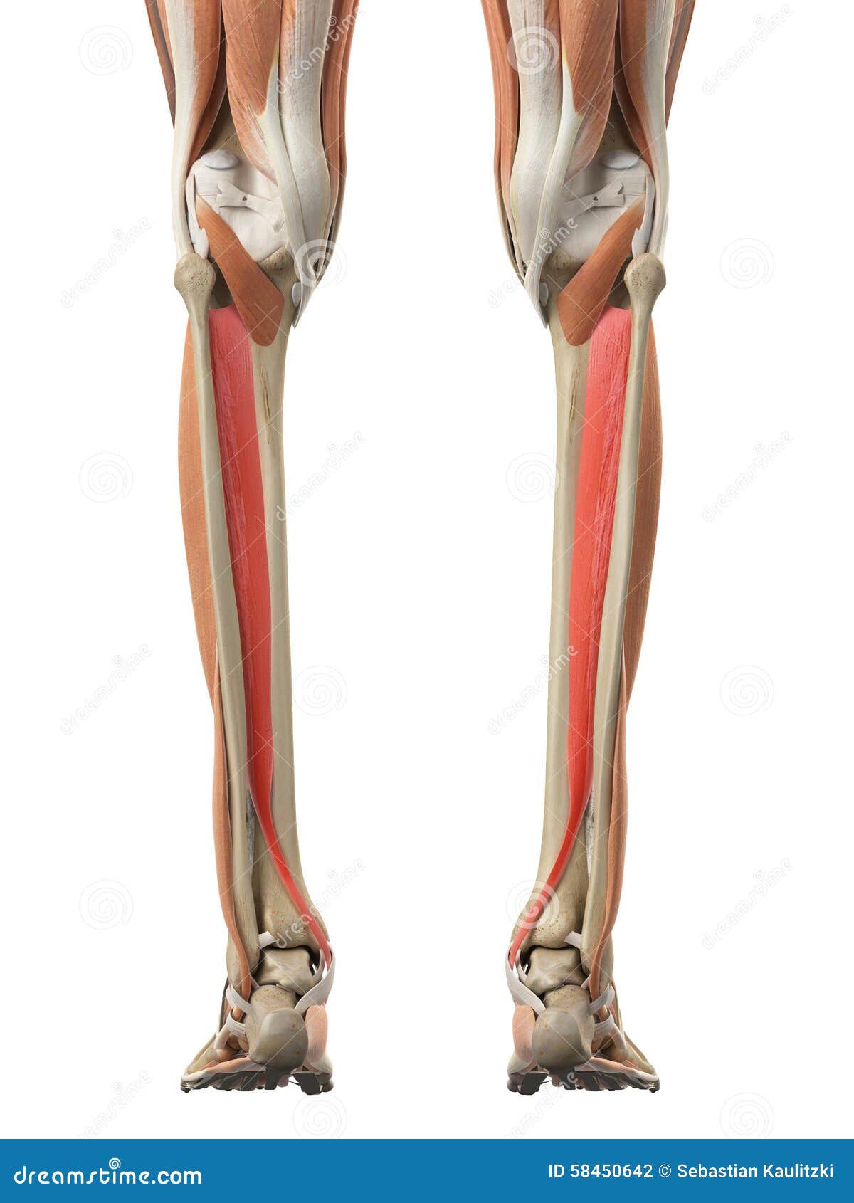 The tibialis posterior stock illustration. Illustration of medical ...