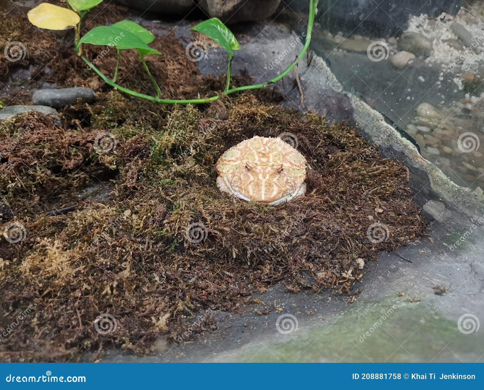 Tibio de rana foto de archivo. Imagen de verde, alimento - 208881758