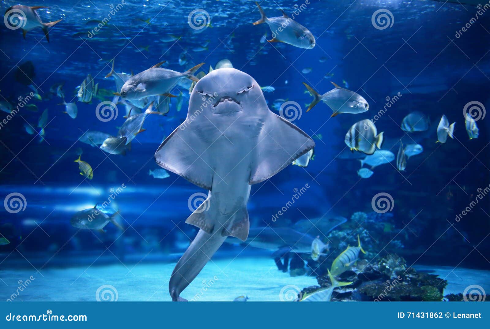 Tiburón de ángel foto de archivo. Imagen de impresionante - 71431862