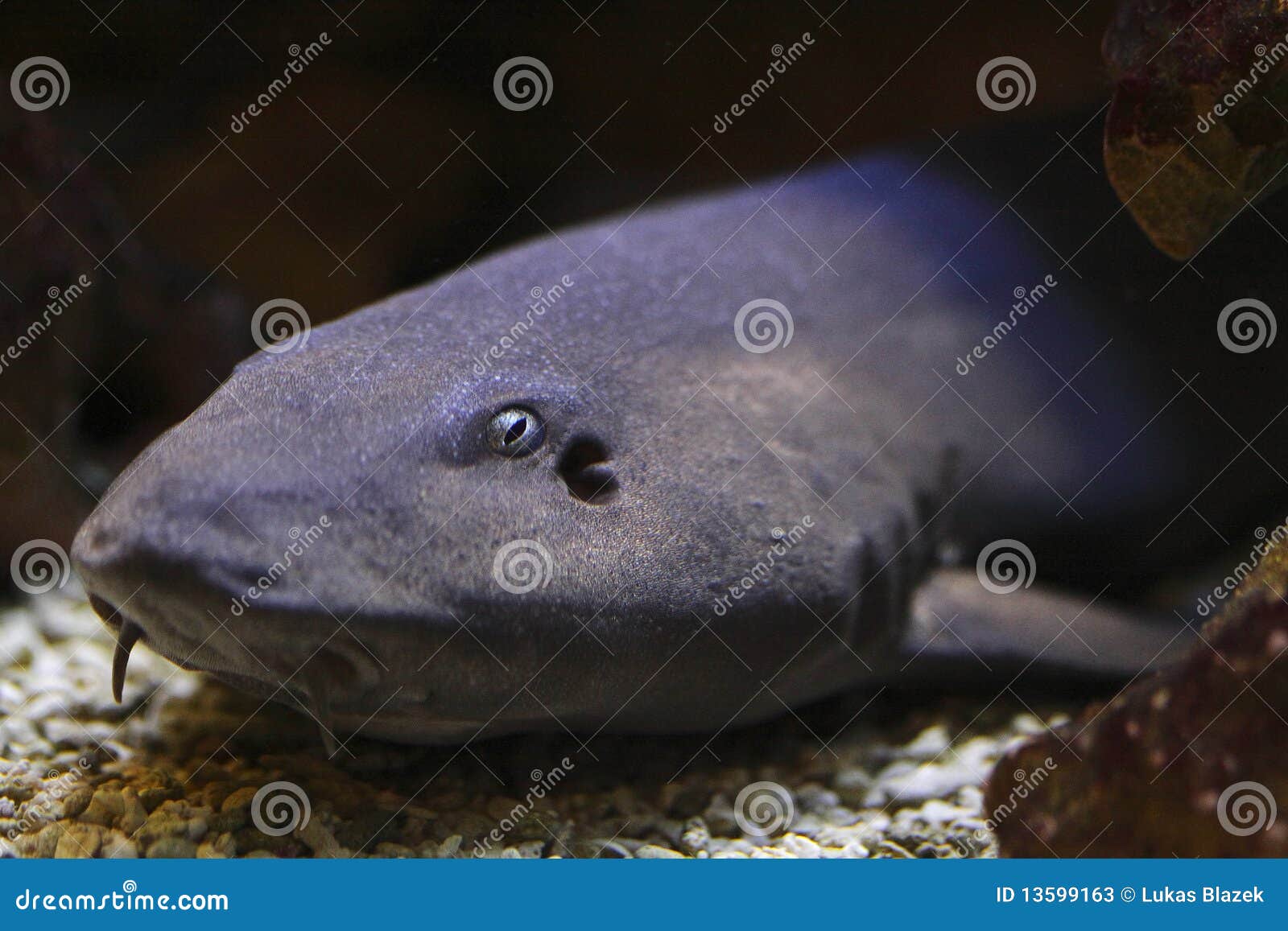 Tiburón de bambú gris imagen de archivo. Imagen de océano - 13599163