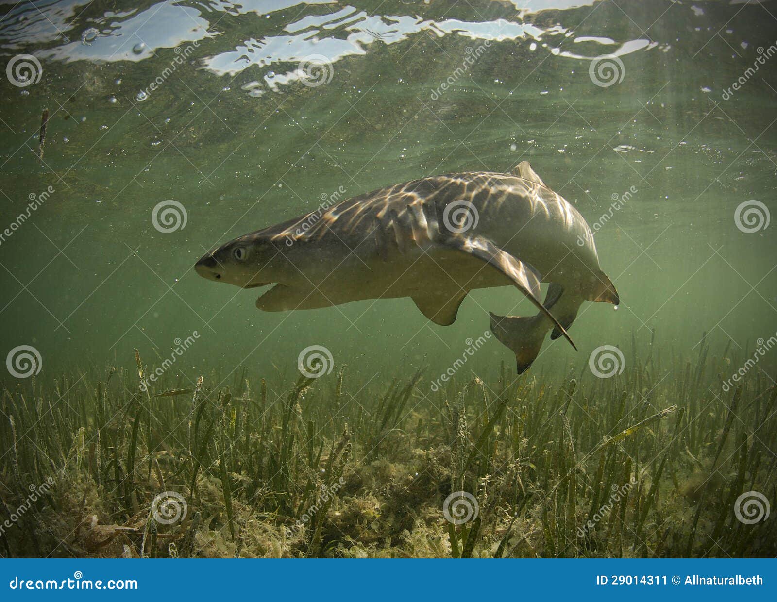 Tiburón de limón imagen de archivo. Imagen de longitud - 29014311