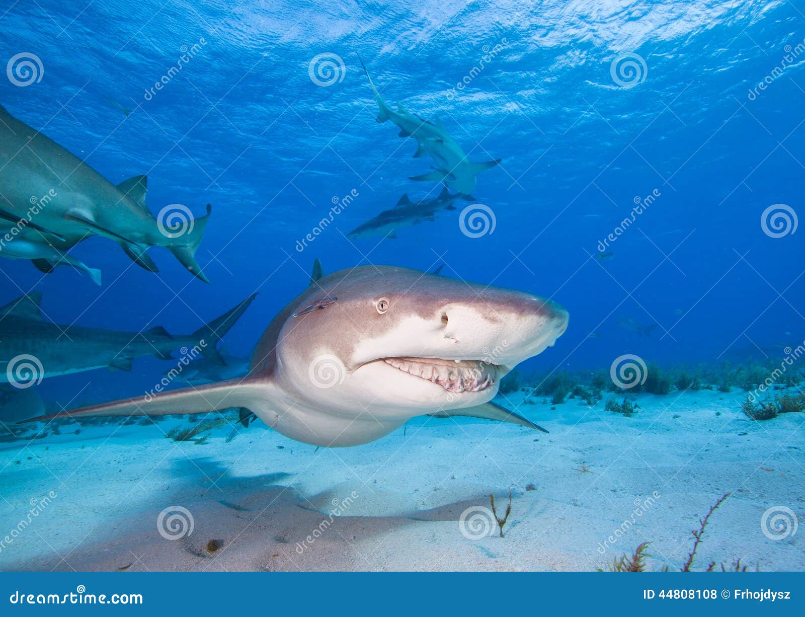 Tiburón de limón foto de archivo. Imagen de bahamas, recorrido - 44808108