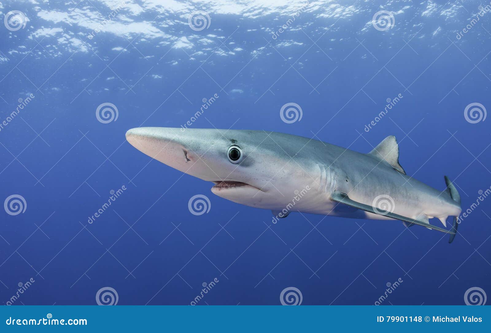 Tiburones azules foto de archivo. Imagen de comportamiento - 79901148