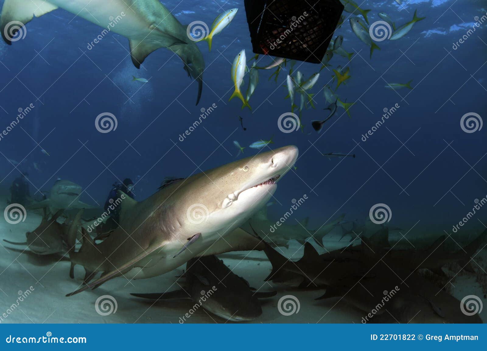 Tiburones de limón foto de archivo. Imagen de agua, tropical - 22701822