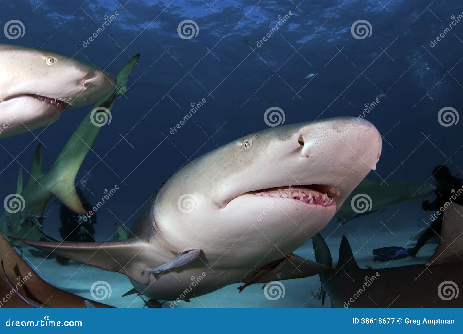 Tiburones de limón imagen de archivo. Imagen de animal - 38618677