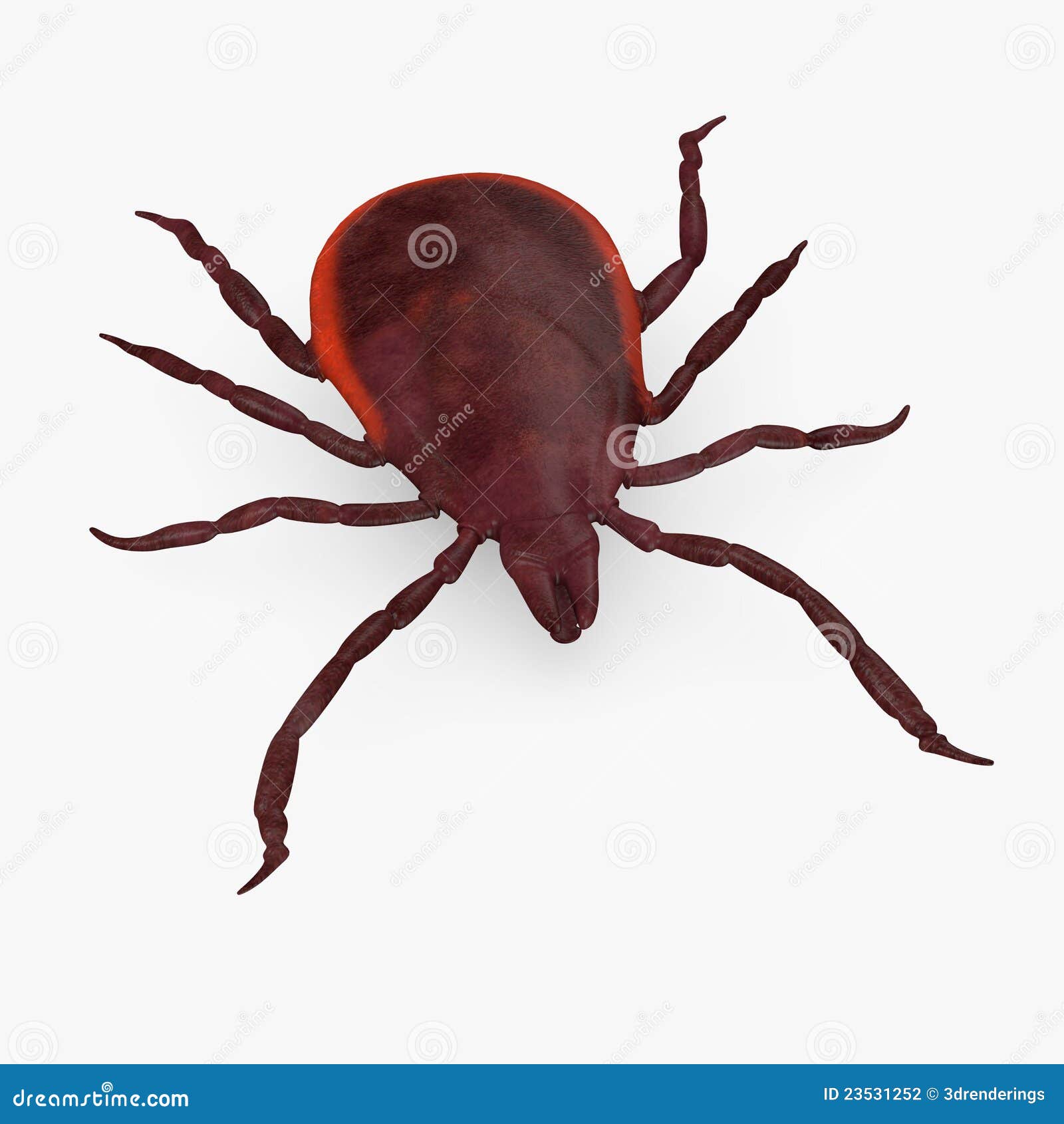 Tick Animal - Blacklegged Female Stock Photography | CartoonDealer.com ...