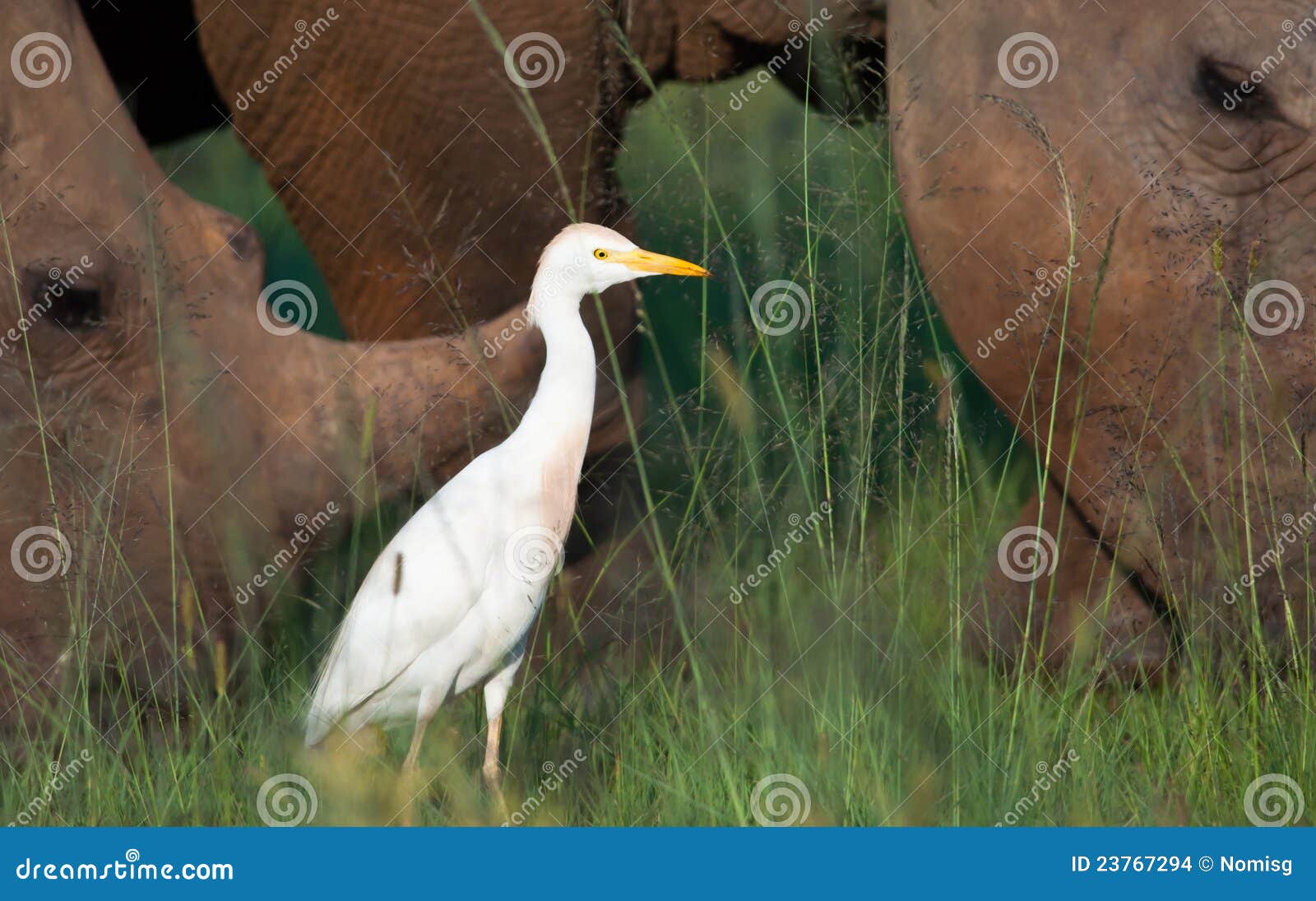 Tick bird amongst rhinos stock photo. Image of white - 23767294