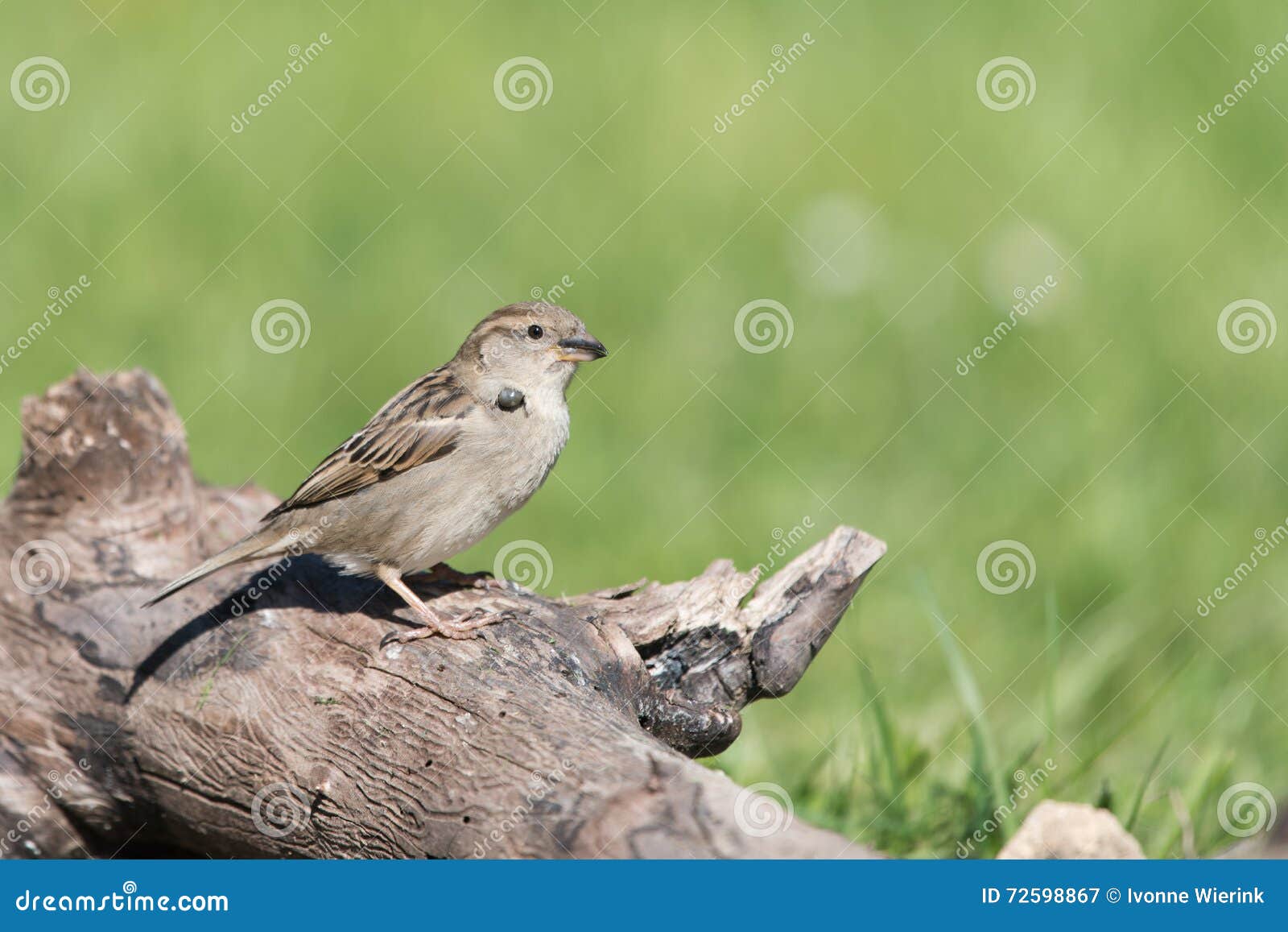 Tick on bird stock image. Image of trunk, lyme, insect - 72598867