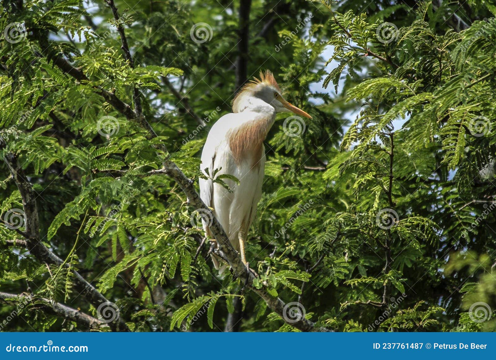 Tick birds 1 stock image. Image of tree, birds, green - 237761487