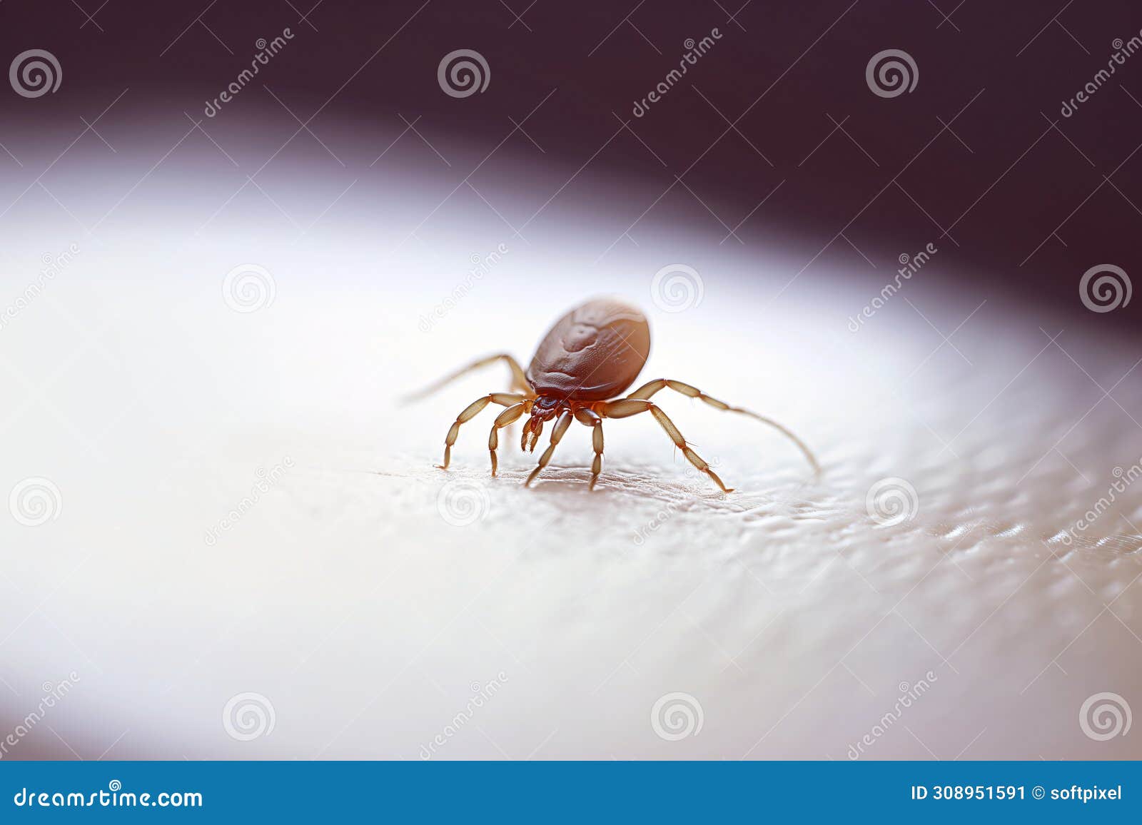 Tick Bite on Human Skin Illustration Stock Illustration - Illustration ...