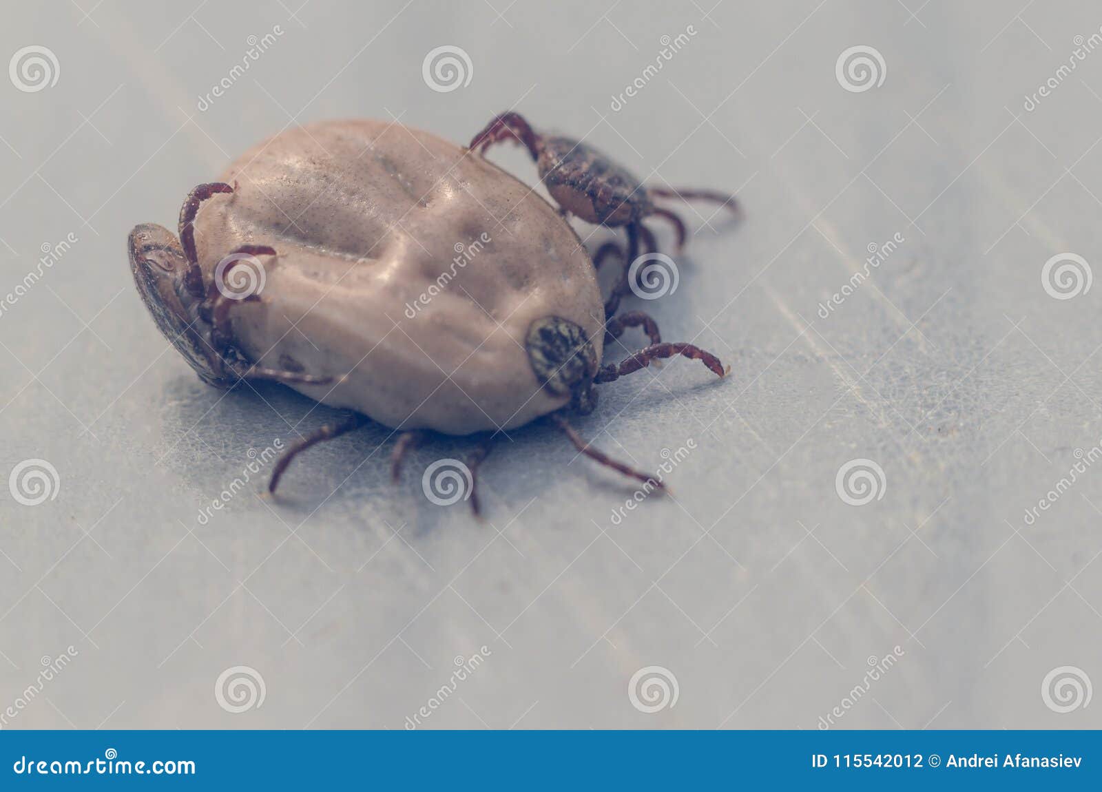 Tick Crawling on Gray Background Stock Photo - Image of pest, disease ...