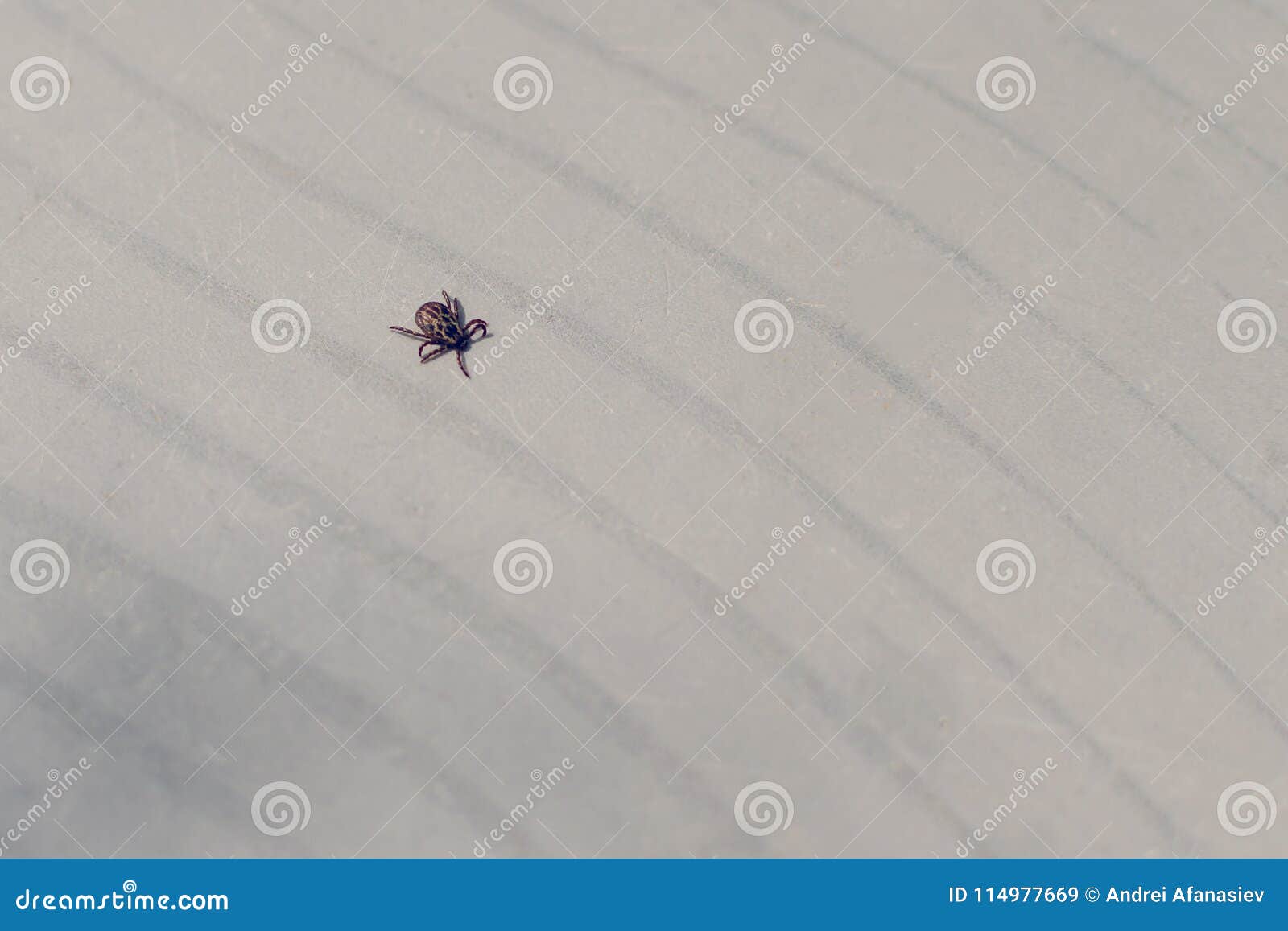 Tick Crawling on Gray Background Stock Image - Image of parasitic ...