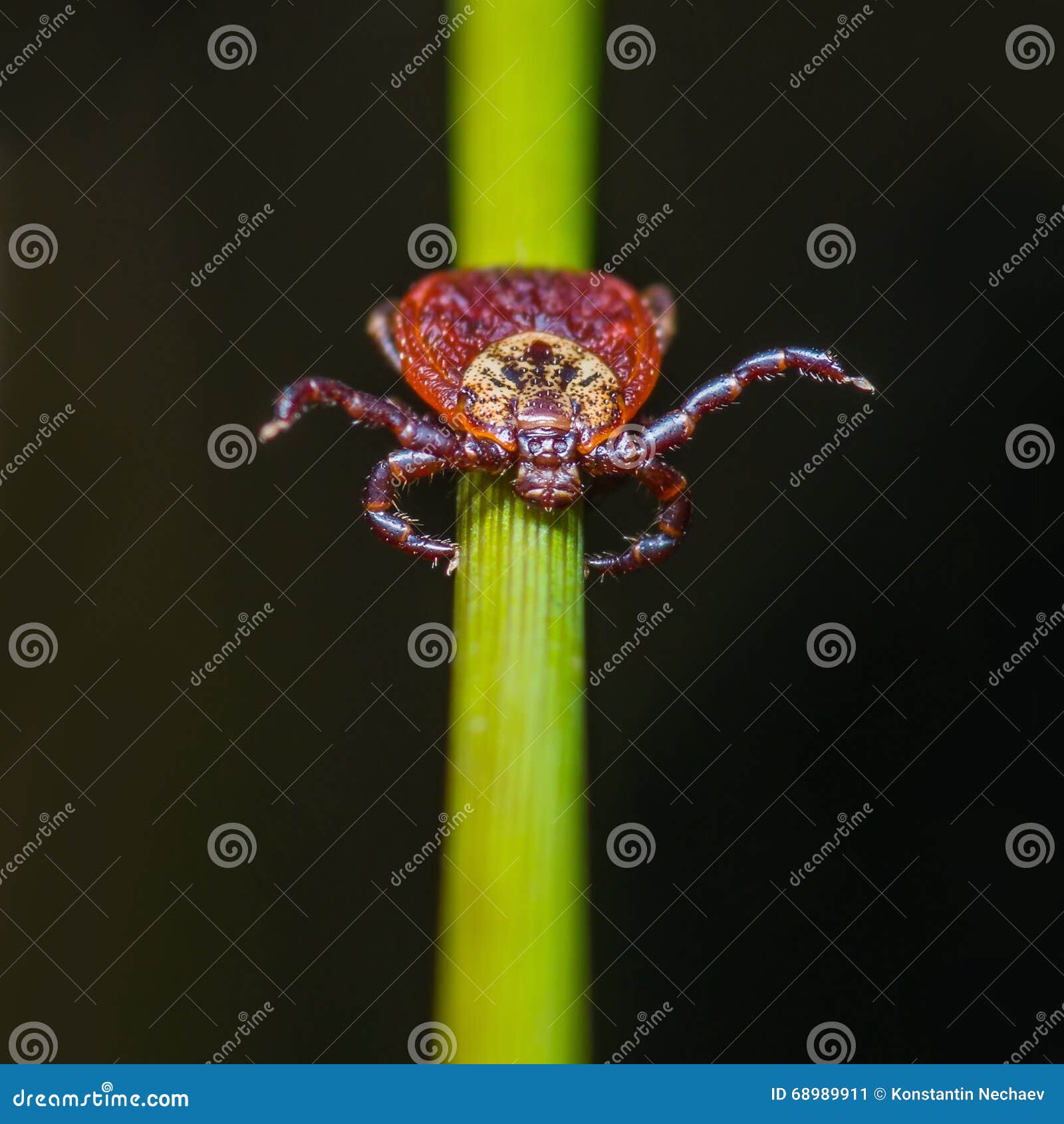 Tick Crawling Sur La Brindille Verte Image stock - Image du rouge ...
