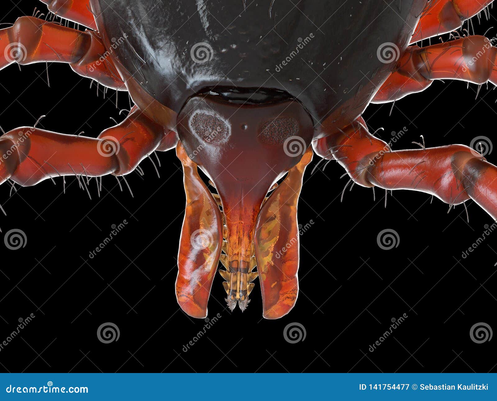 A tick stock illustration. Illustration of parasite - 141754477