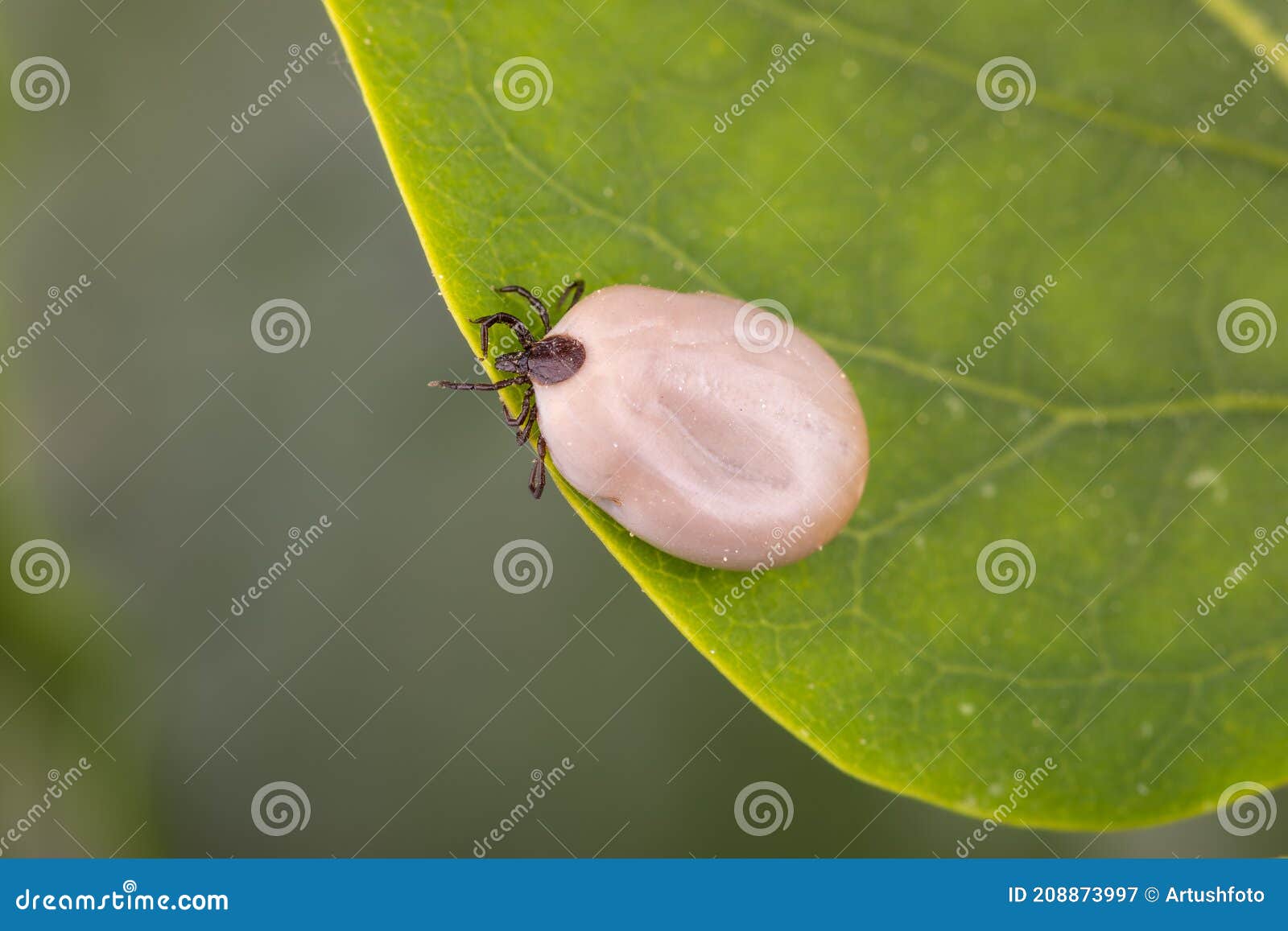 Tick Danger insect stock image. Image of encephalitis - 208873997