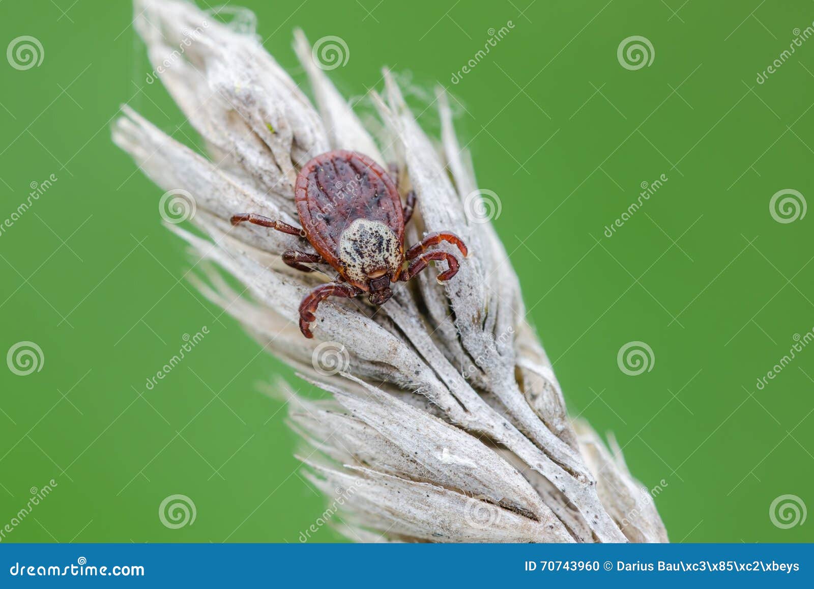 Tick stock photo. Image of close, biology, reticulatus - 70743960