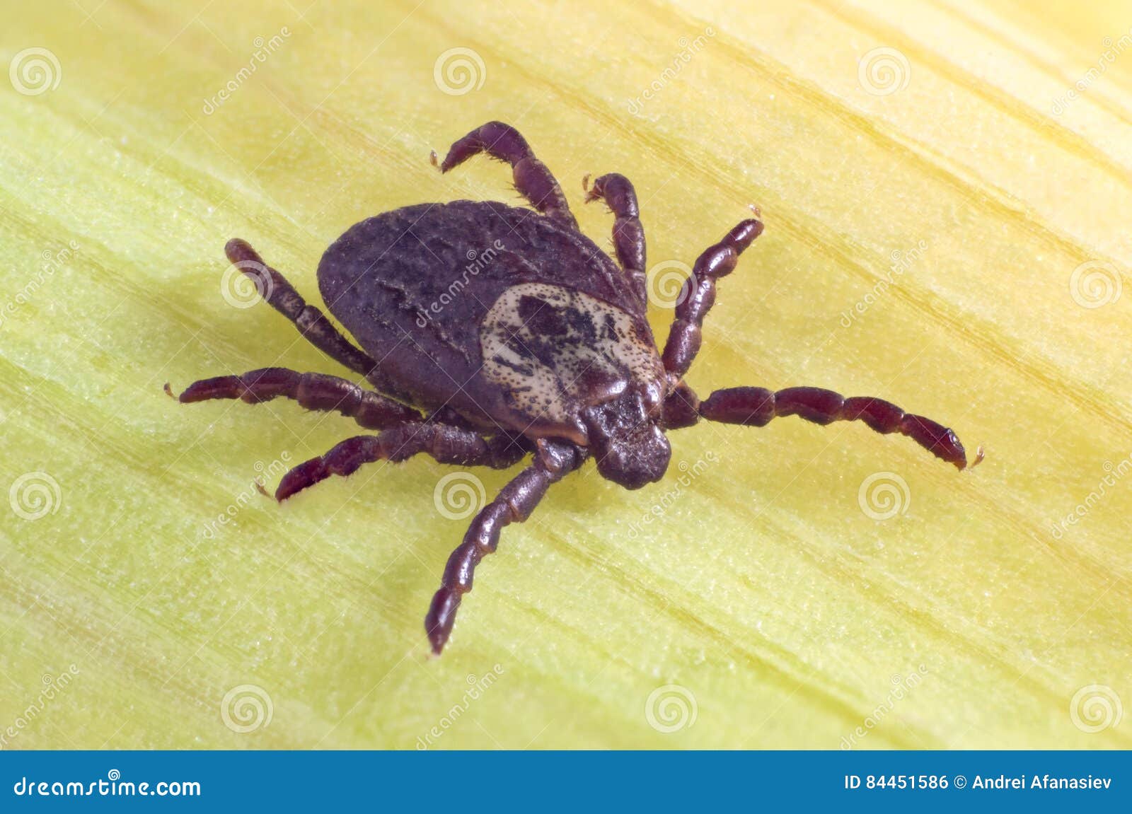 Tick on dry leaf stock photo. Image of borreliosis, detail - 84451586