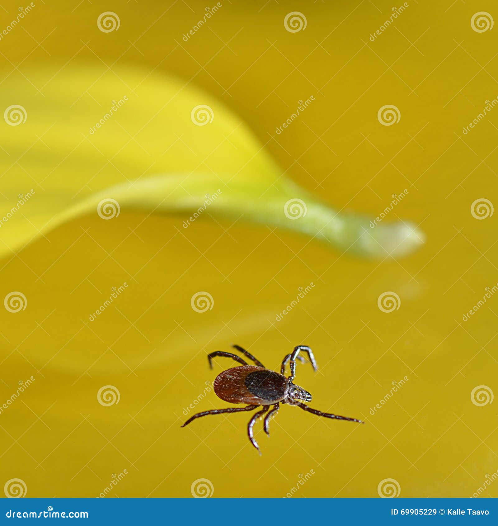 Tick stock image. Image of plate, lyme, macro, acari - 69905229