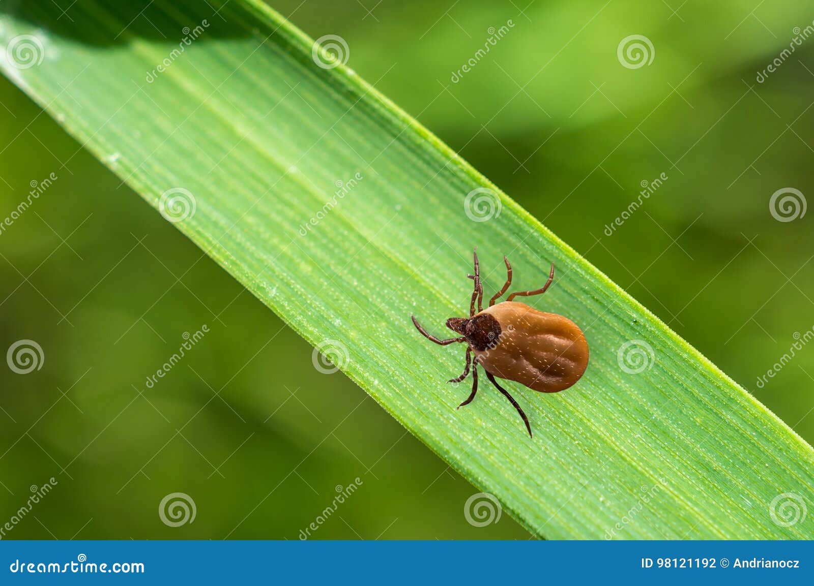 Tick Filled with Blood Crawling on Leaf of Grass Stock Photo - Image of ...