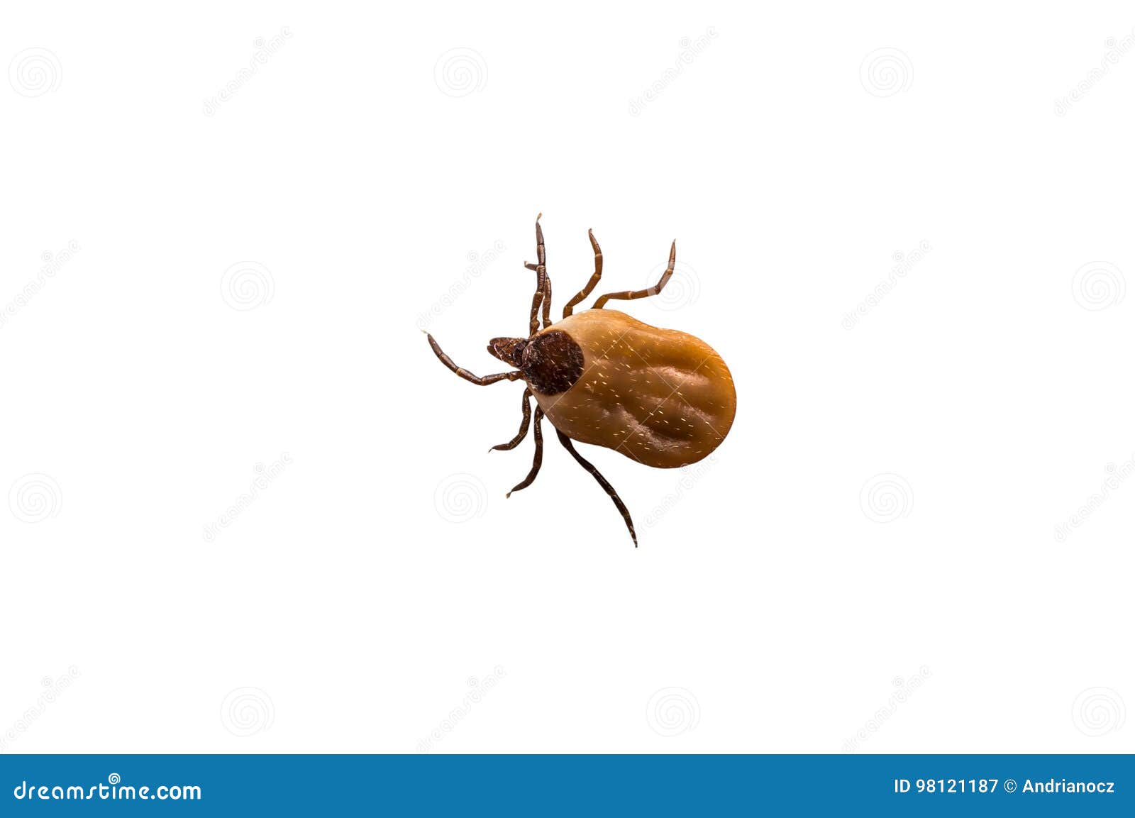 Tick Filled With Blood Sitting On Human Skin Stock Photography ...