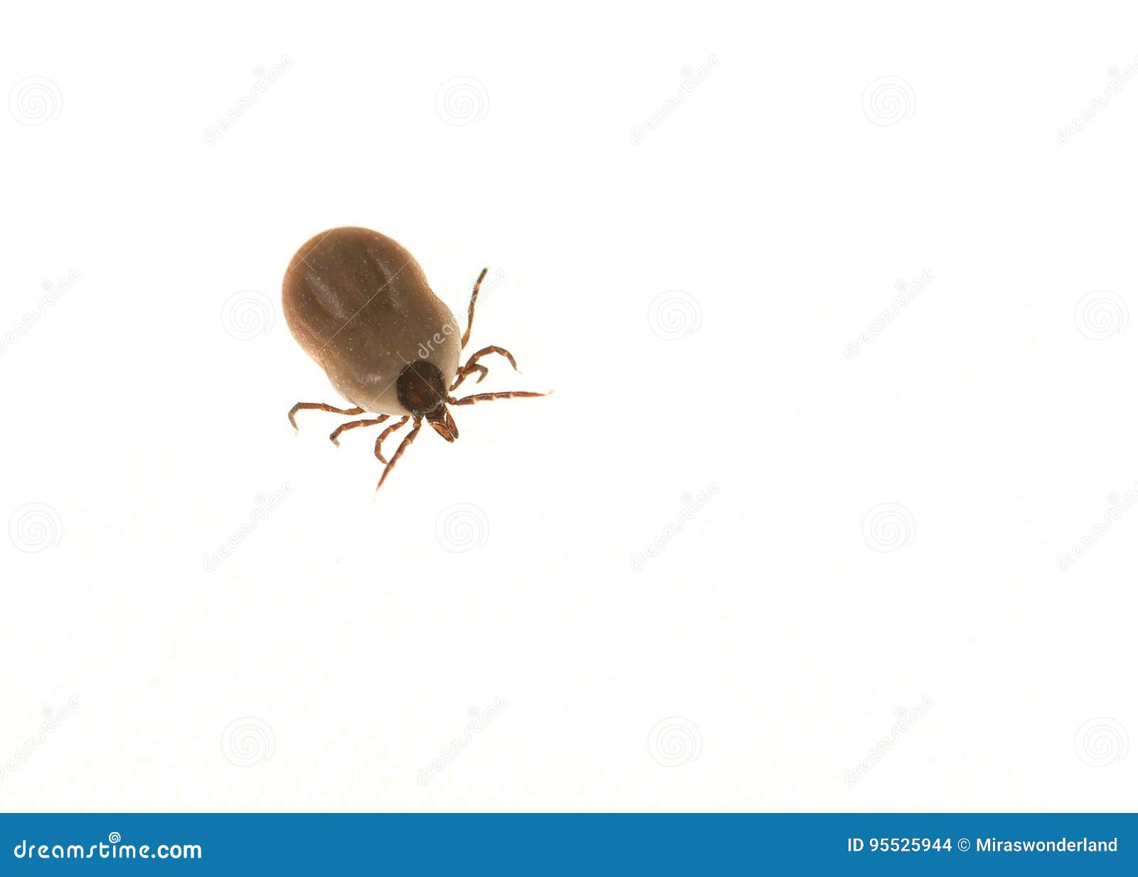 Tick Filled With Blood On Human Skin Stock Photography | CartoonDealer ...