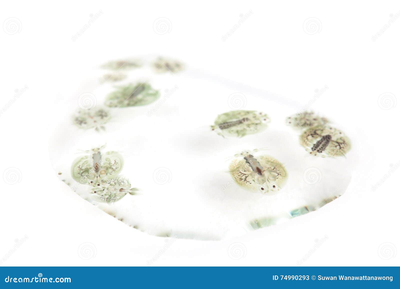Tick of Goldfish in Drop Water on White Background. Stock Image - Image ...