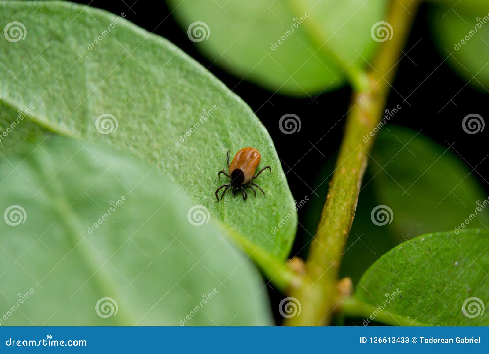 Tick on the Green Leaf Waiting the Host Stock Image - Image of small ...