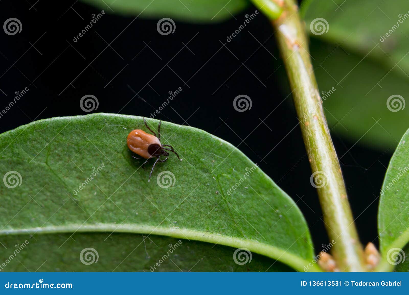 Tick on the Green Leaf Waiting the Host Stock Image - Image of tick ...