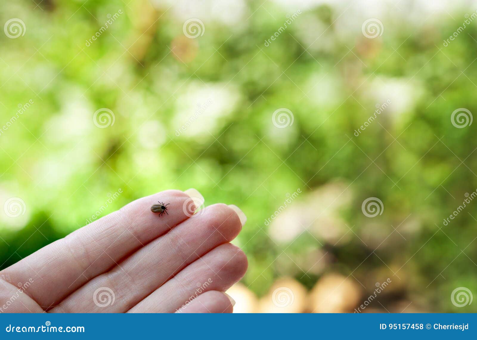 Tick on humans hand stock photo. Image of pest, copy - 95157458