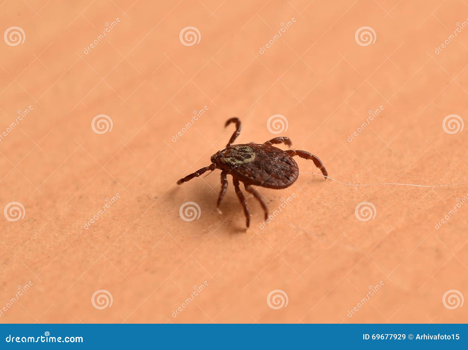 Tick insect stock image. Image of danger, close, disease - 69677929