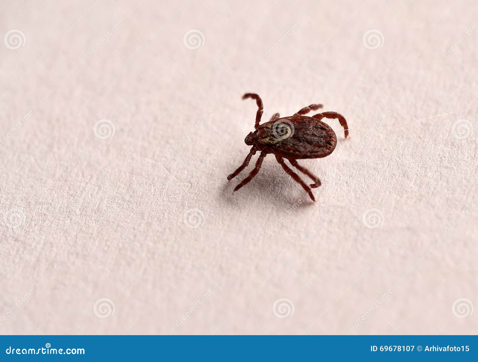 Tick insect stock image. Image of lyme, disease, bite - 69678107